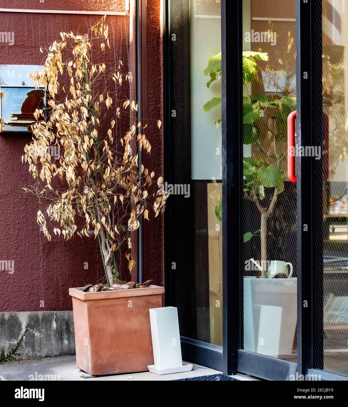 Dead and dried out plant outside a shop's window, and a green leaved ...