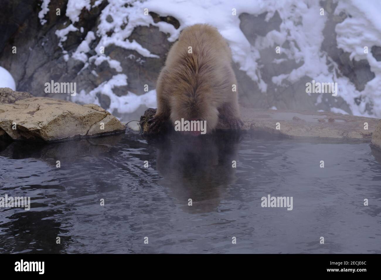 Snow monkey drinking water from steaming thermal source Stock Photo - Alamy