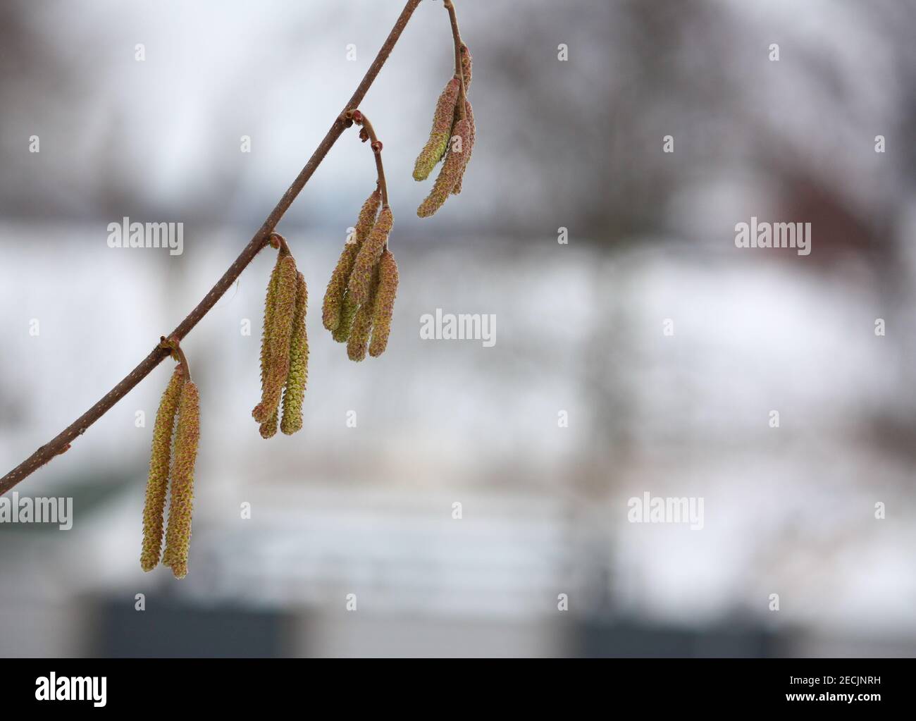 Male flower hazel hi-res stock photography and images - Alamy