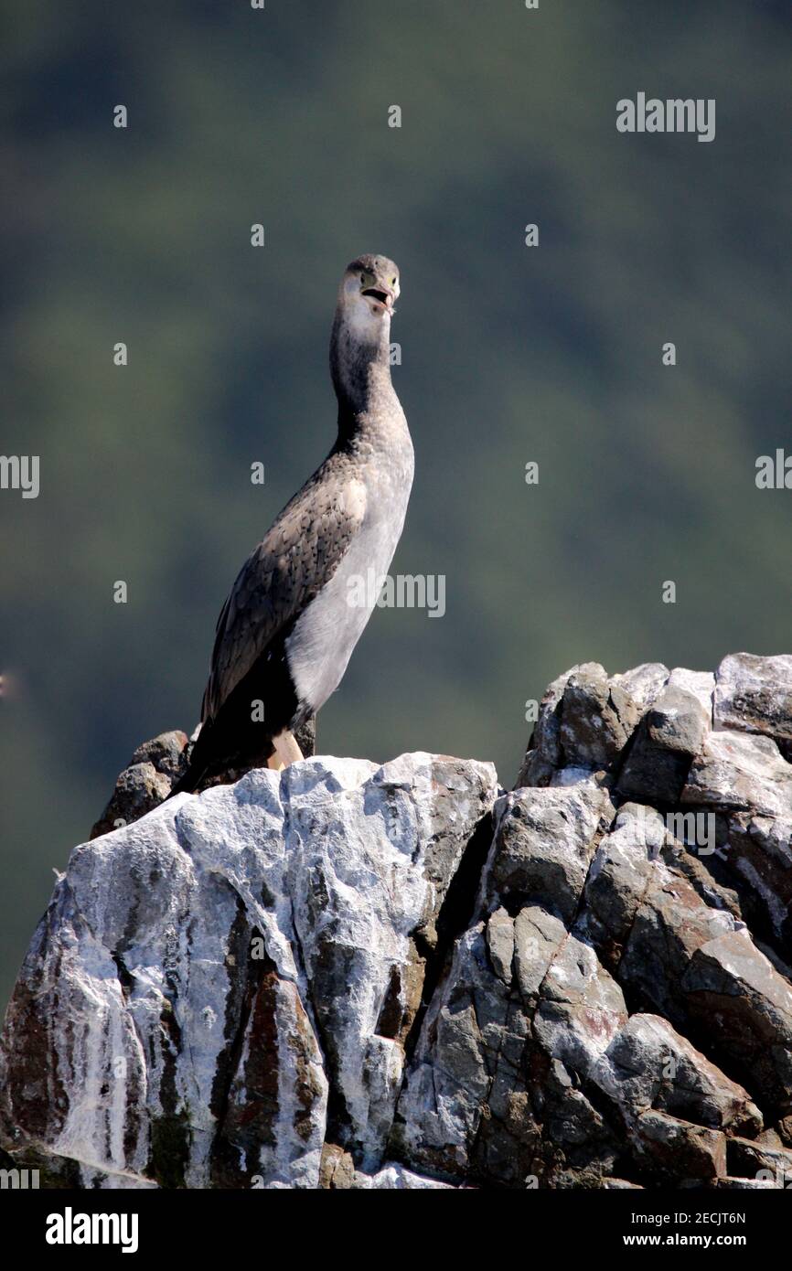 Juvenile spotted shag (cormorant Stock Photo - Alamy