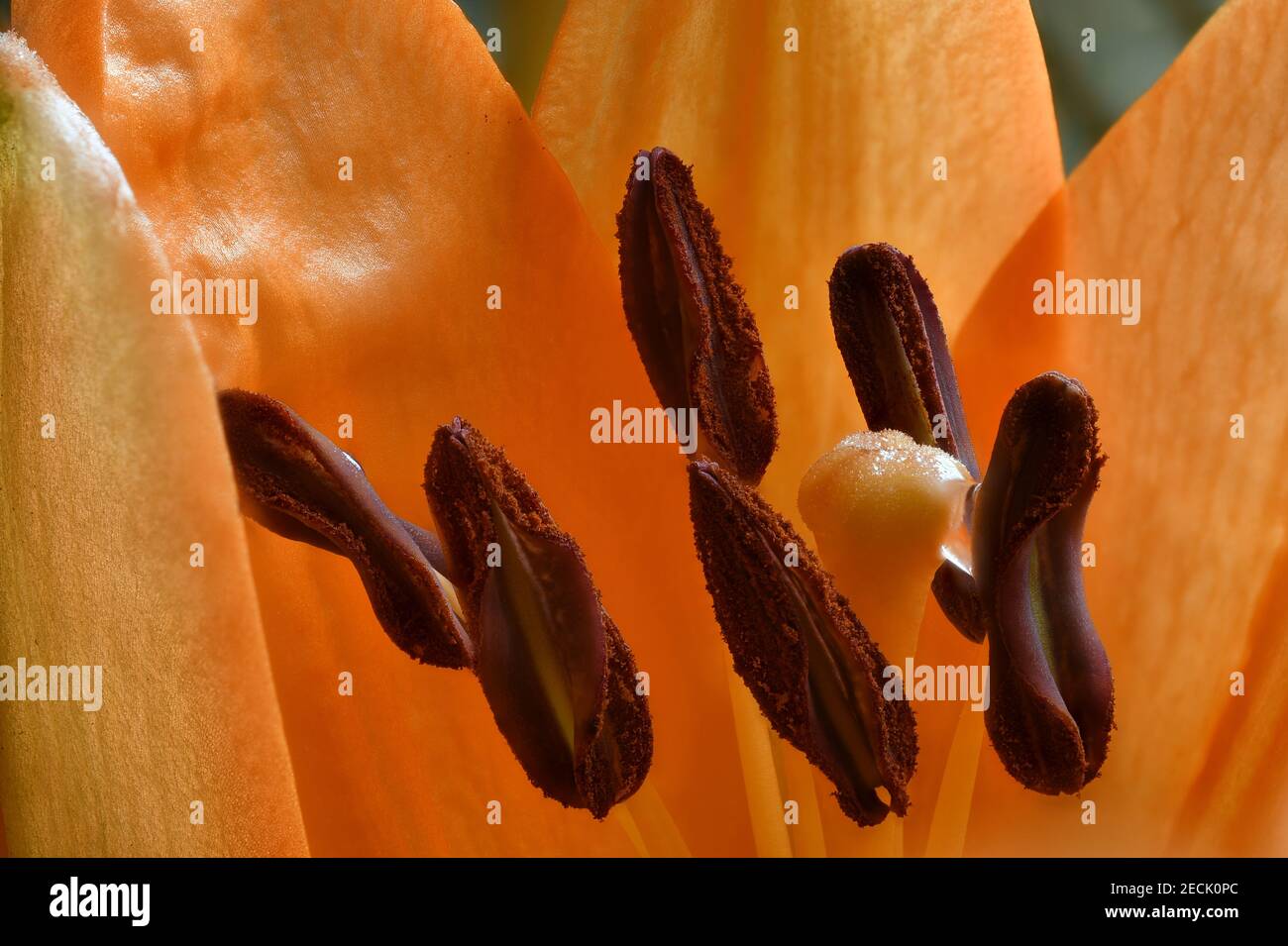 Orange Lily Stamen and pollen macro closeup photographed at a botanical ...