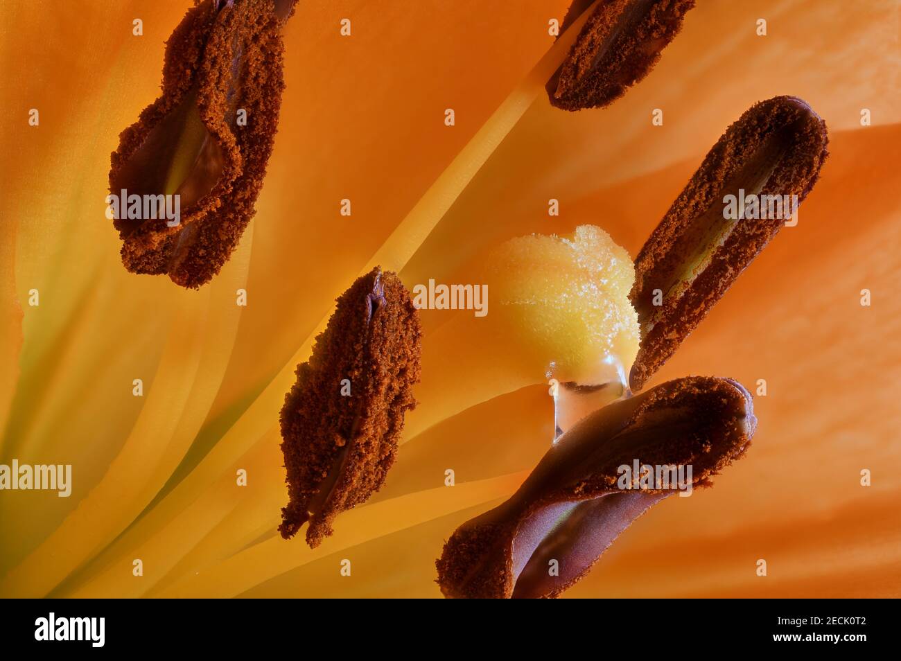 Orange Lily Stamen and pollen macro closeup photographed at a botanical ...