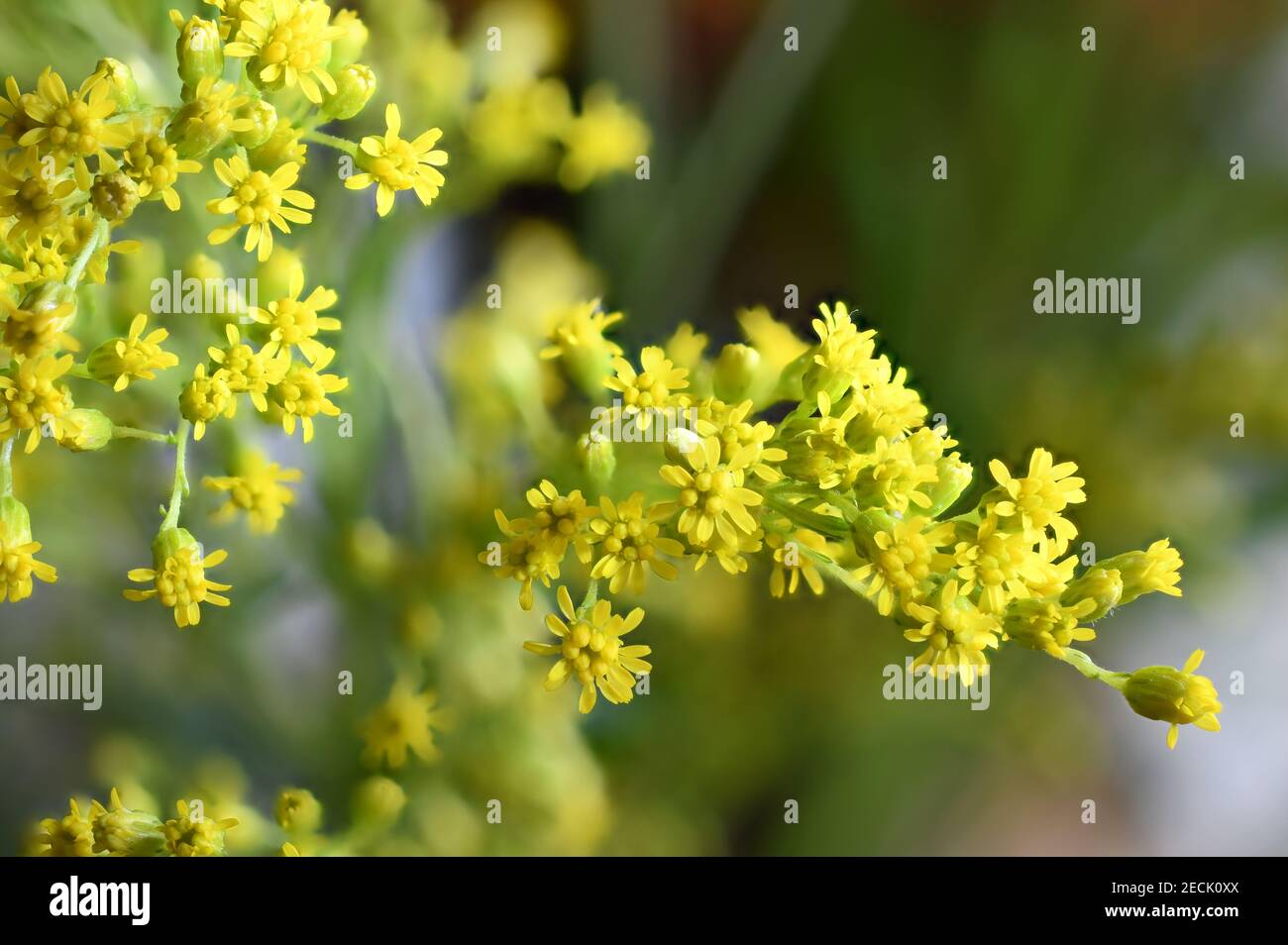 Miniature Yellow Flower buds macro photographed at a botanical garden ...
