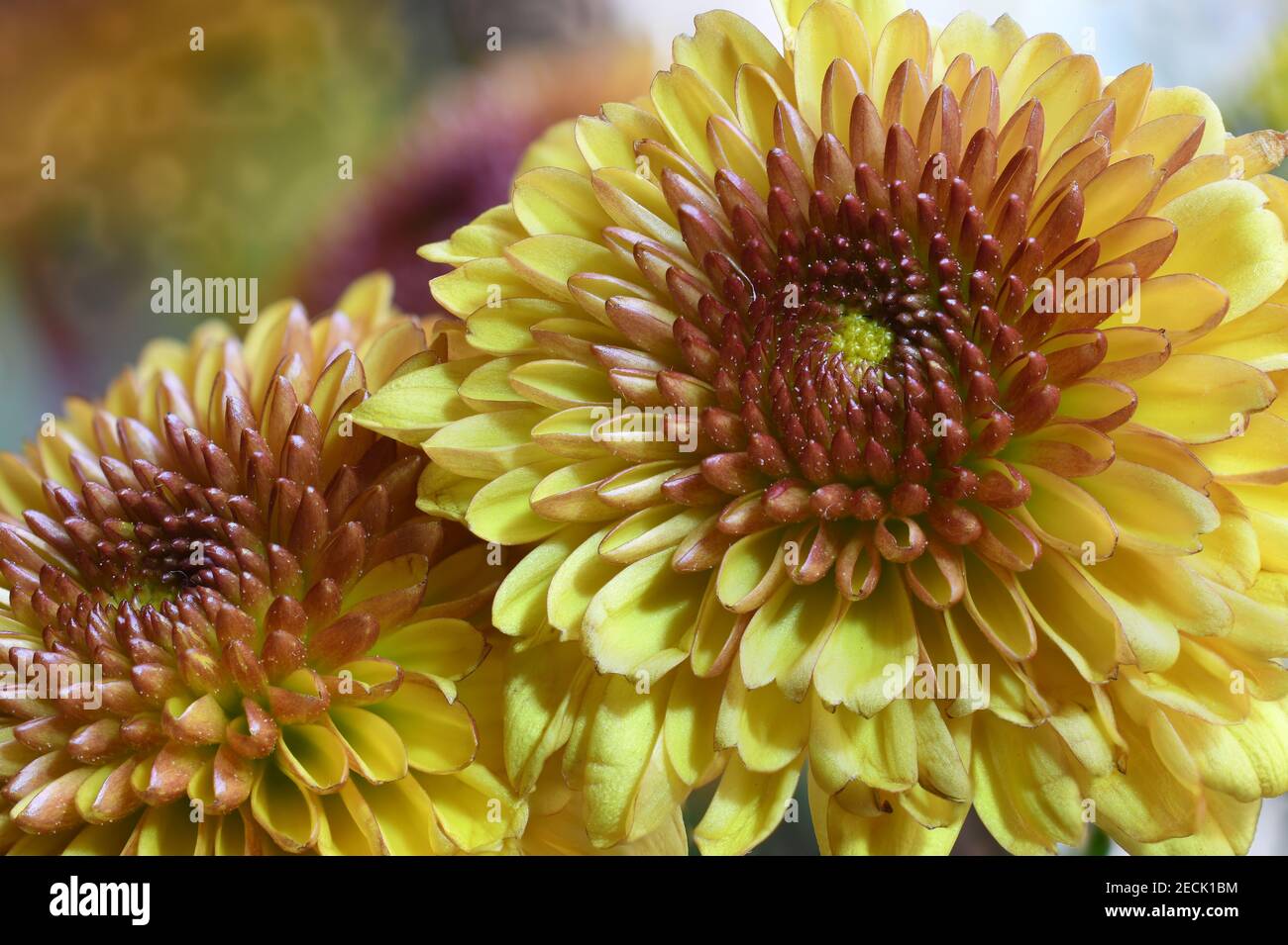 Golden marigolds macro photographed at a botanical garden in New Mexico ...