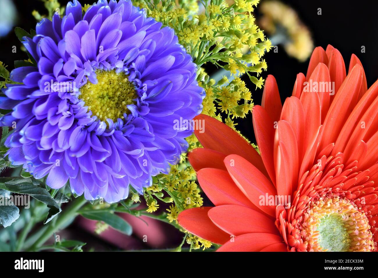 Gerbera Bouquet closeup photographed in studio with a Nkon D850 Stock ...