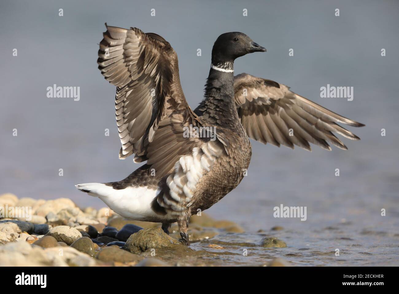 Brant goose hi-res stock photography and images - Alamy