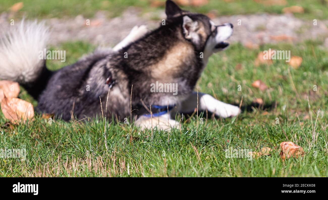 fluffy husky lying on the grass on her back. Selective focus, street ...