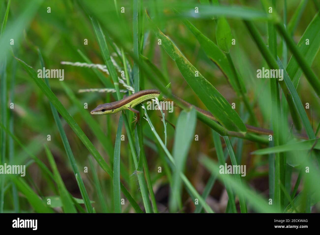 Six strip long tailed grass lizard hi-res stock photography and images ...