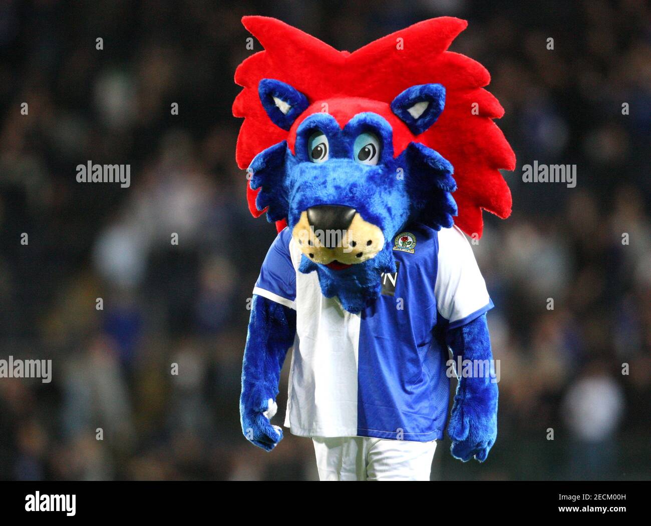 The Blackburn Rovers Mascot High Resolution Stock Photography and ...