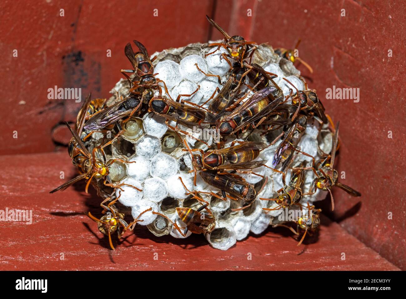 Common Paper Wasps on their nest with larvae Stock Photo - Alamy