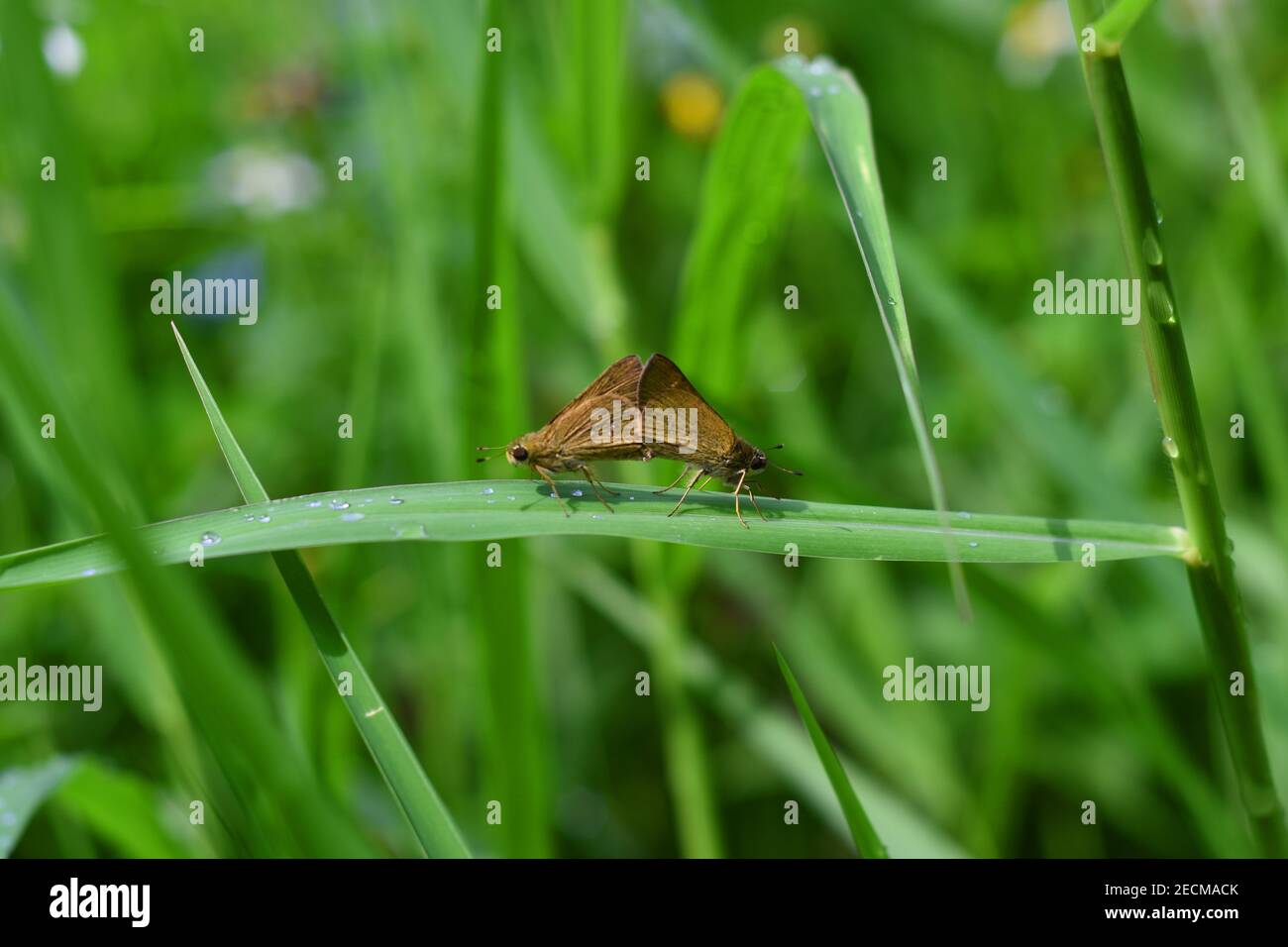 Brown skippers mating on grass Stock Photo - Alamy