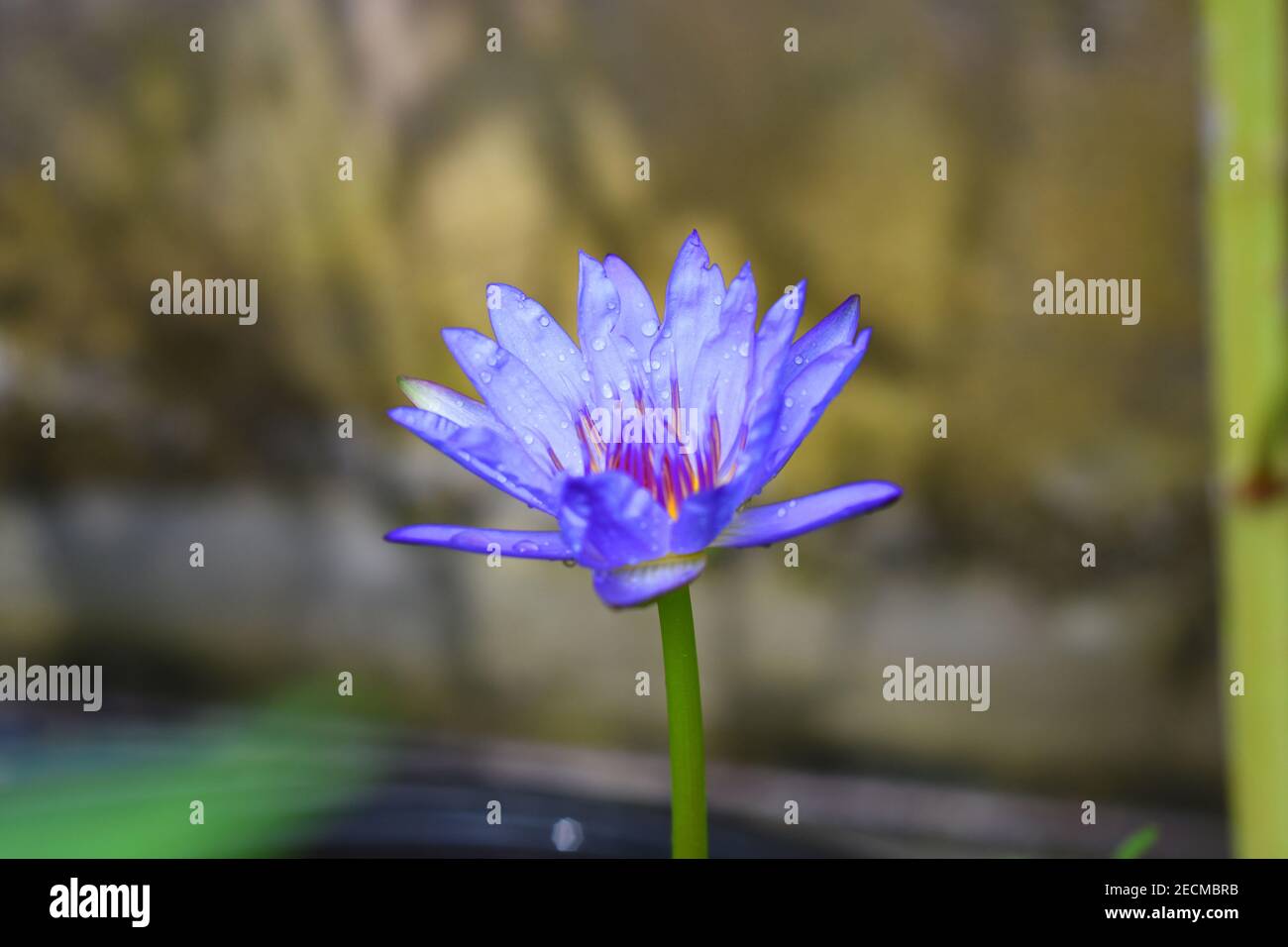 Wet blue lotus in small garden Stock Photo - Alamy