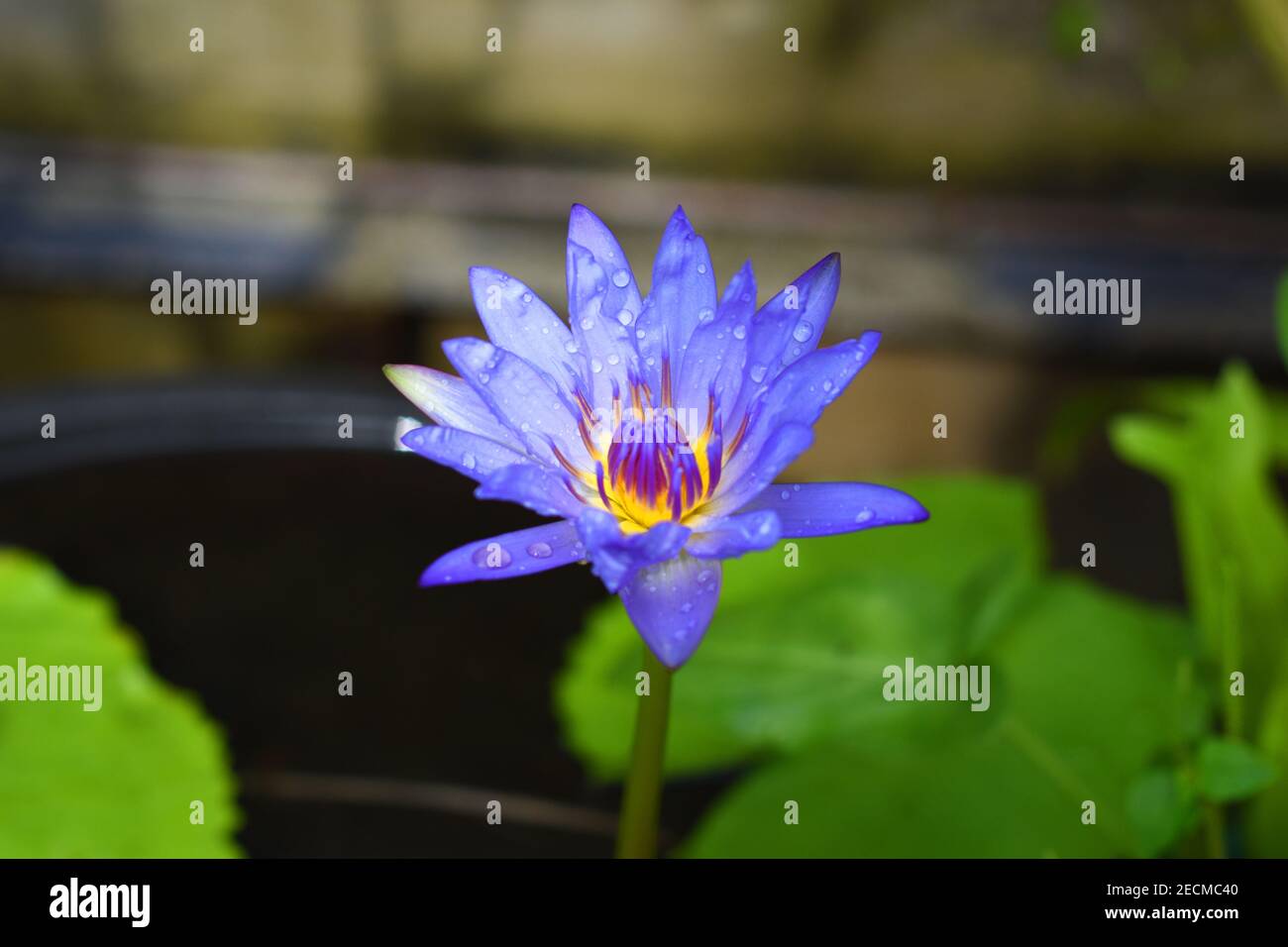 Star Lotus High Resolution Stock Photography and Images - Alamy