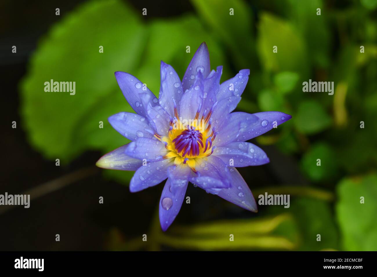 Wet Blue Lotus High Resolution Stock Photography and Images - Alamy