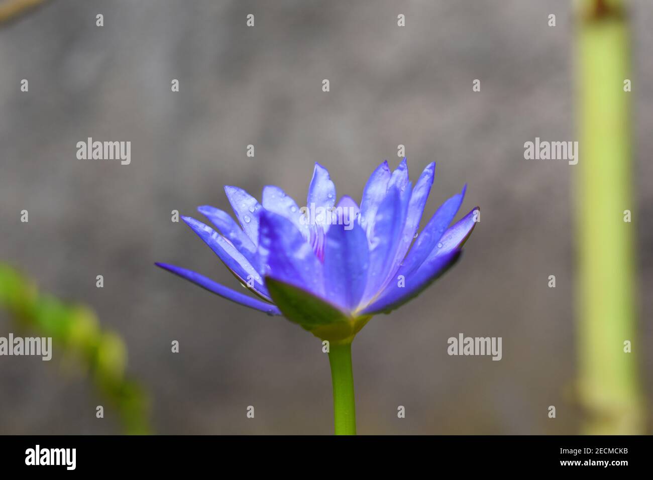 Wet blue lotus in small garden Stock Photo - Alamy