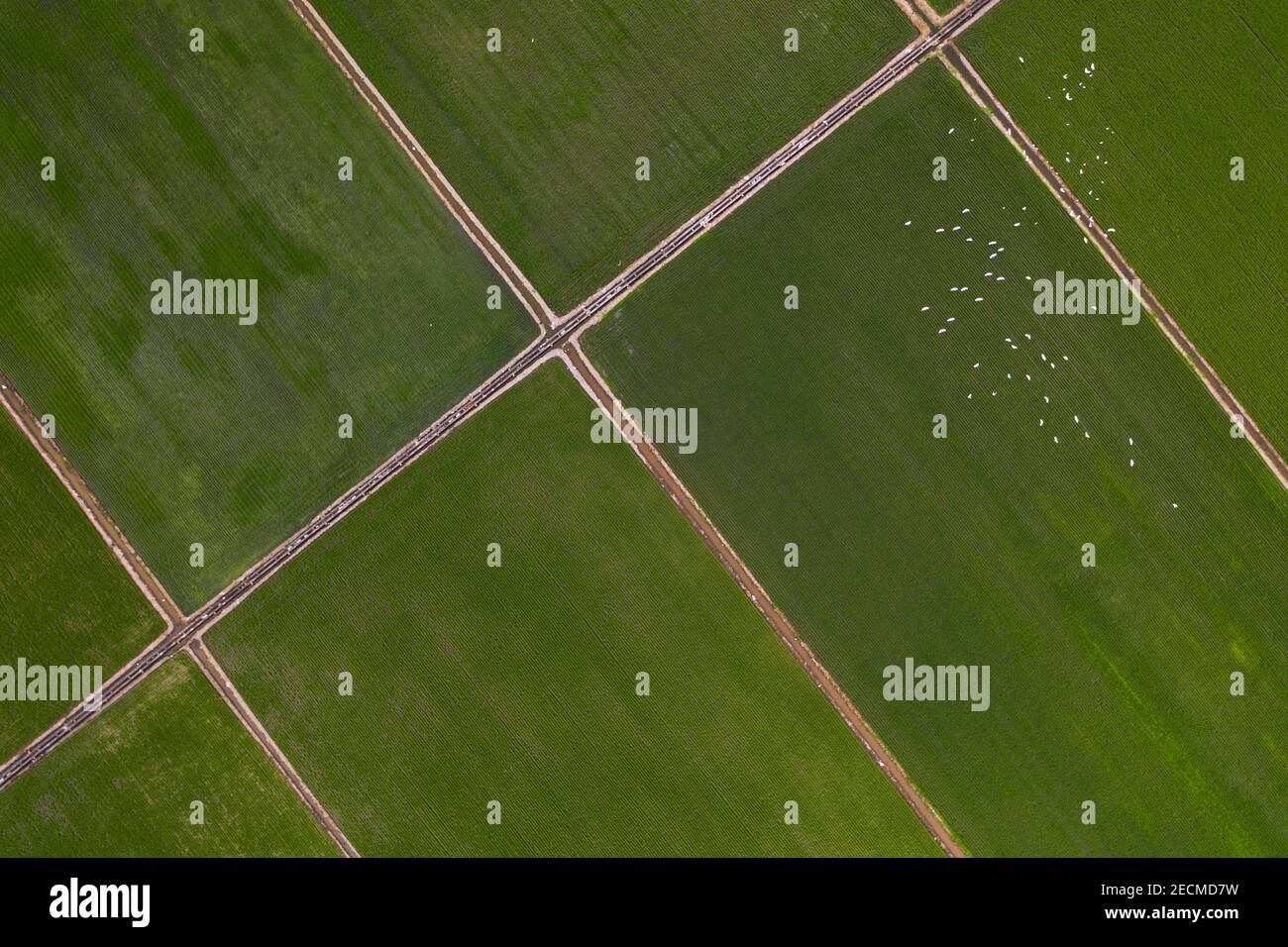 An aerial view of paths crossing on green agricultural fields Stock ...