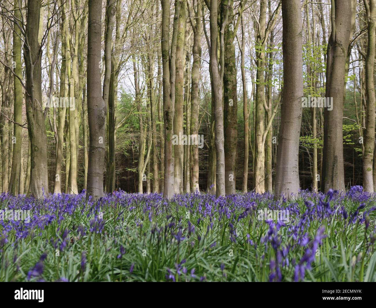 Bluebell countryside hi-res stock photography and images - Alamy