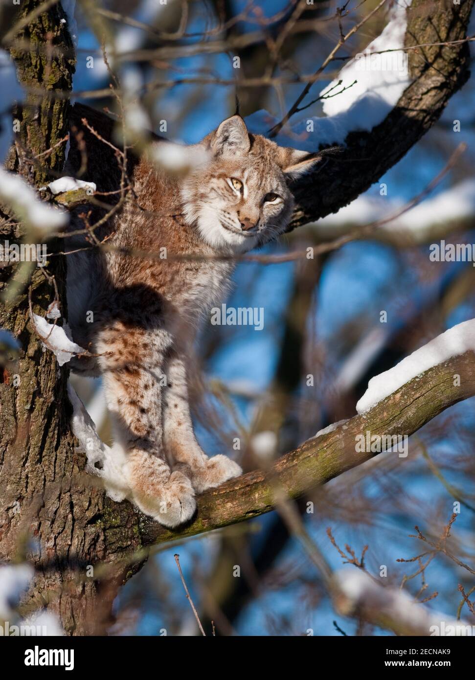 Lodjur hi-res stock photography and images - Alamy