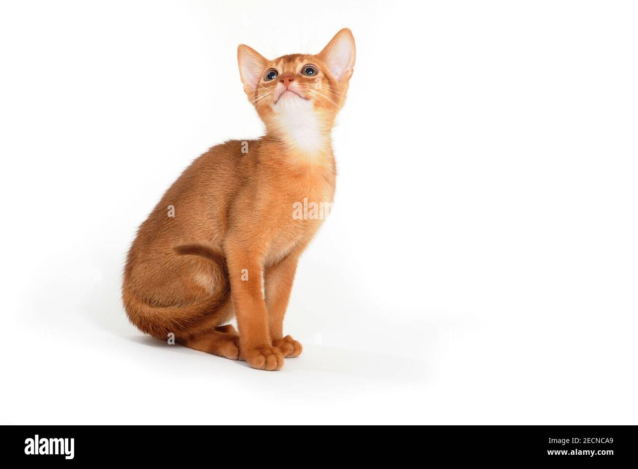 Red burmese cat hi-res stock photography and images - Alamy