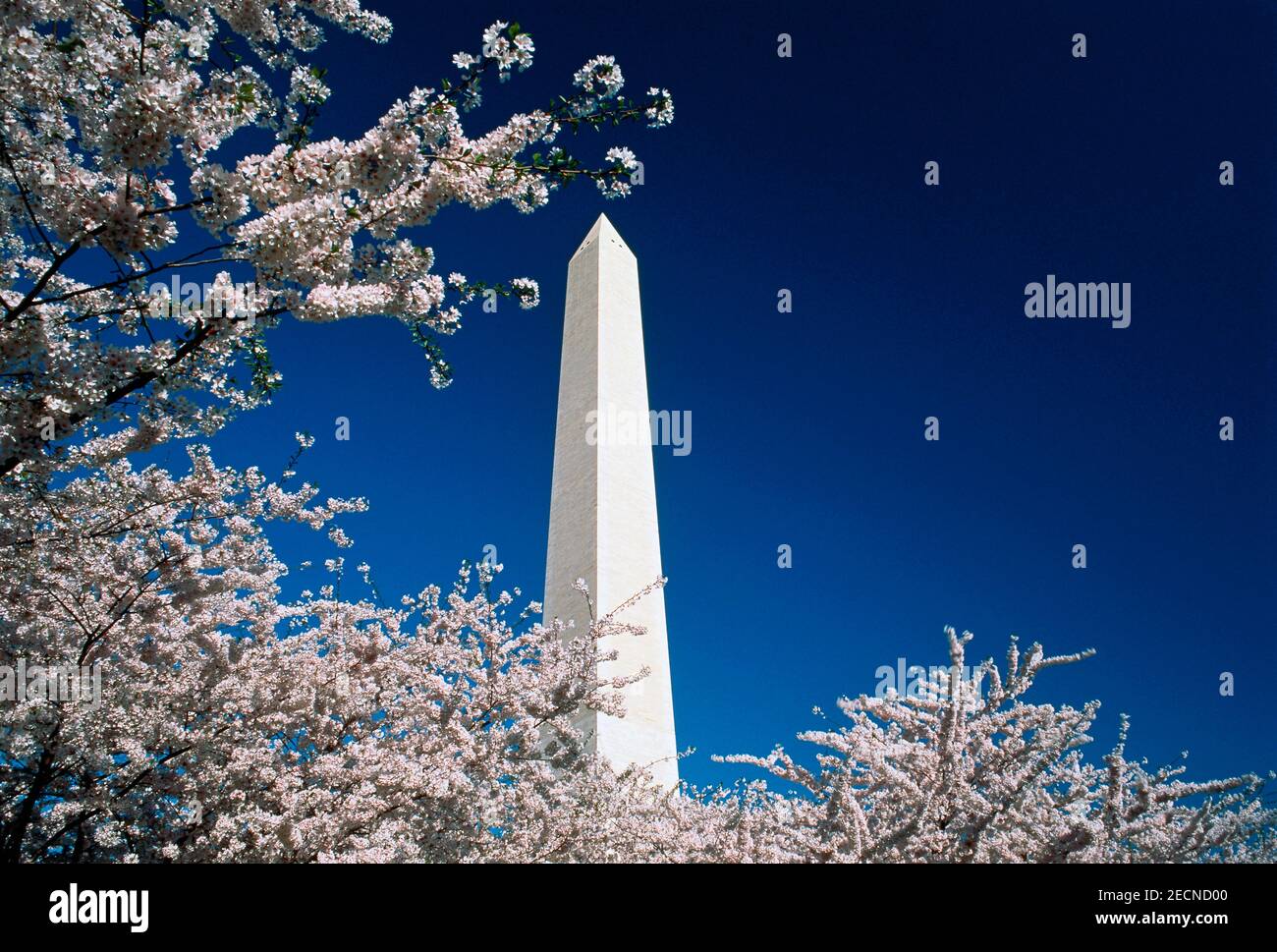 George washington cherry tree hi-res stock photography and images - Alamy