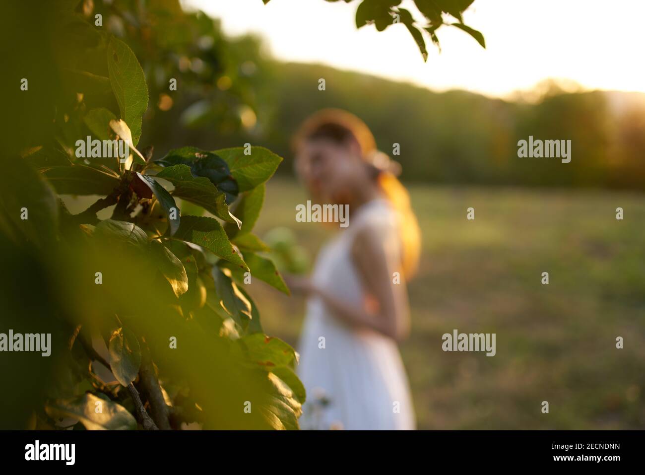 woman picks apples in the garden and white dress summer green grass Stock Photo - Alamy