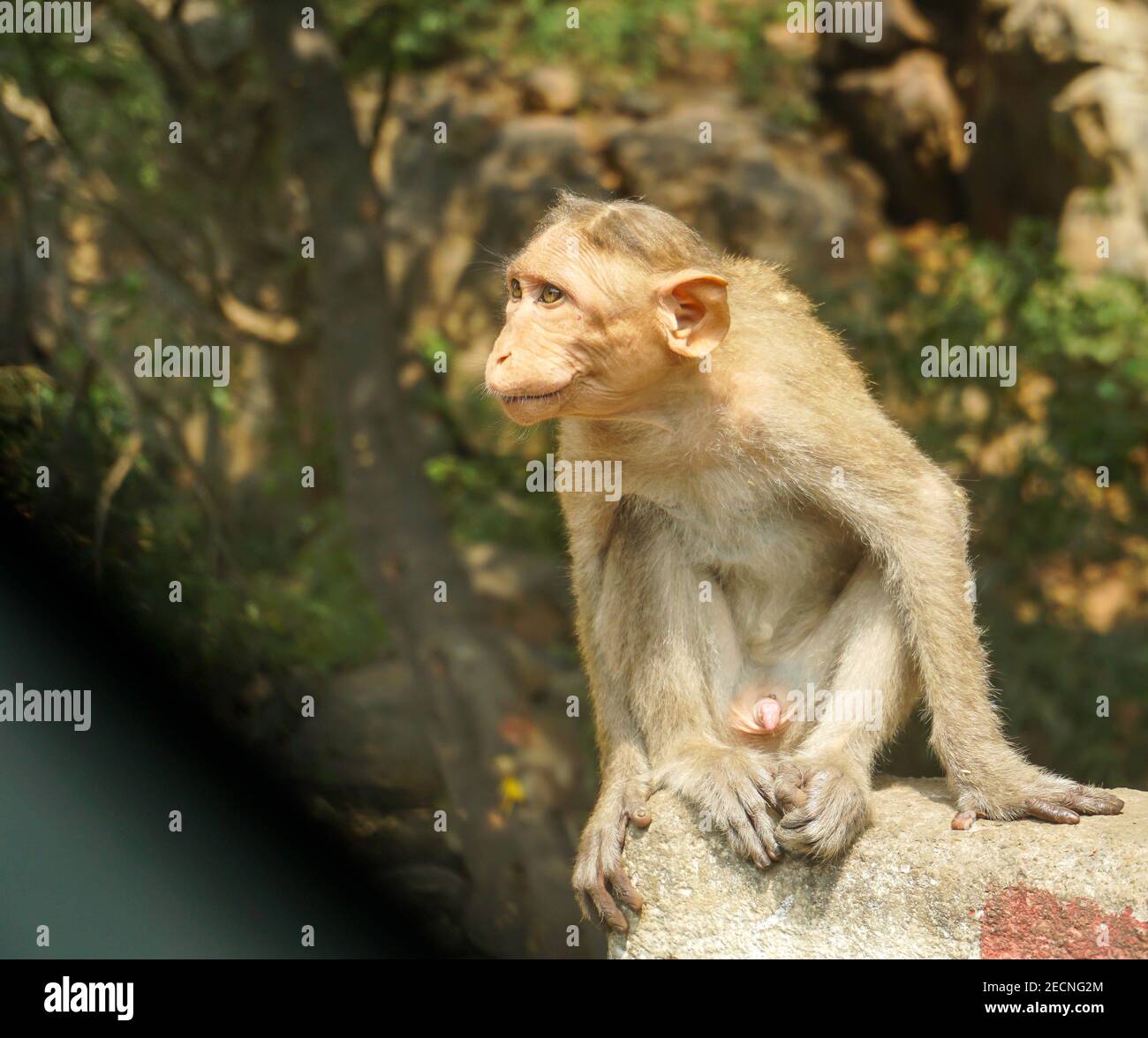 Indian macaque sitting on cement block Stock Photo - Alamy