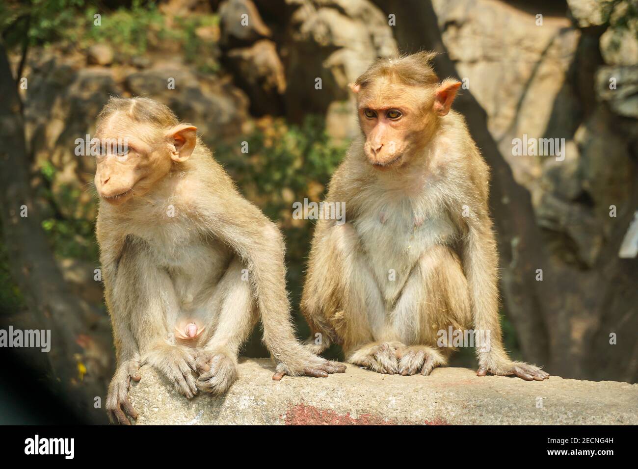 Indian macaque sitting on cement block Stock Photo - Alamy