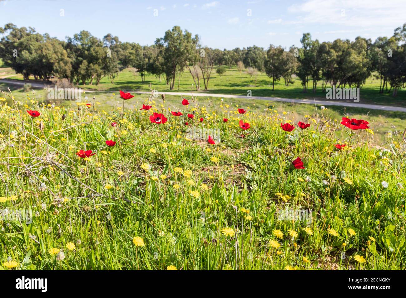 Fields of blooming red anemones on a background of trees. Israel Stock ...