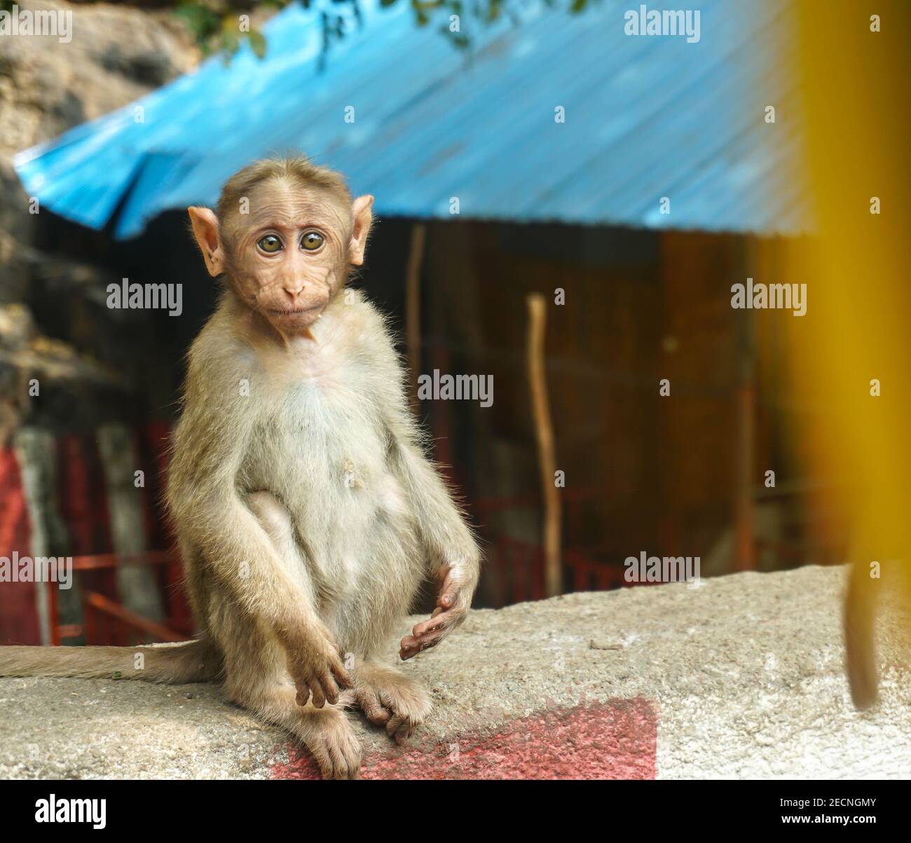 Indian macaque sitting on cement block Stock Photo - Alamy