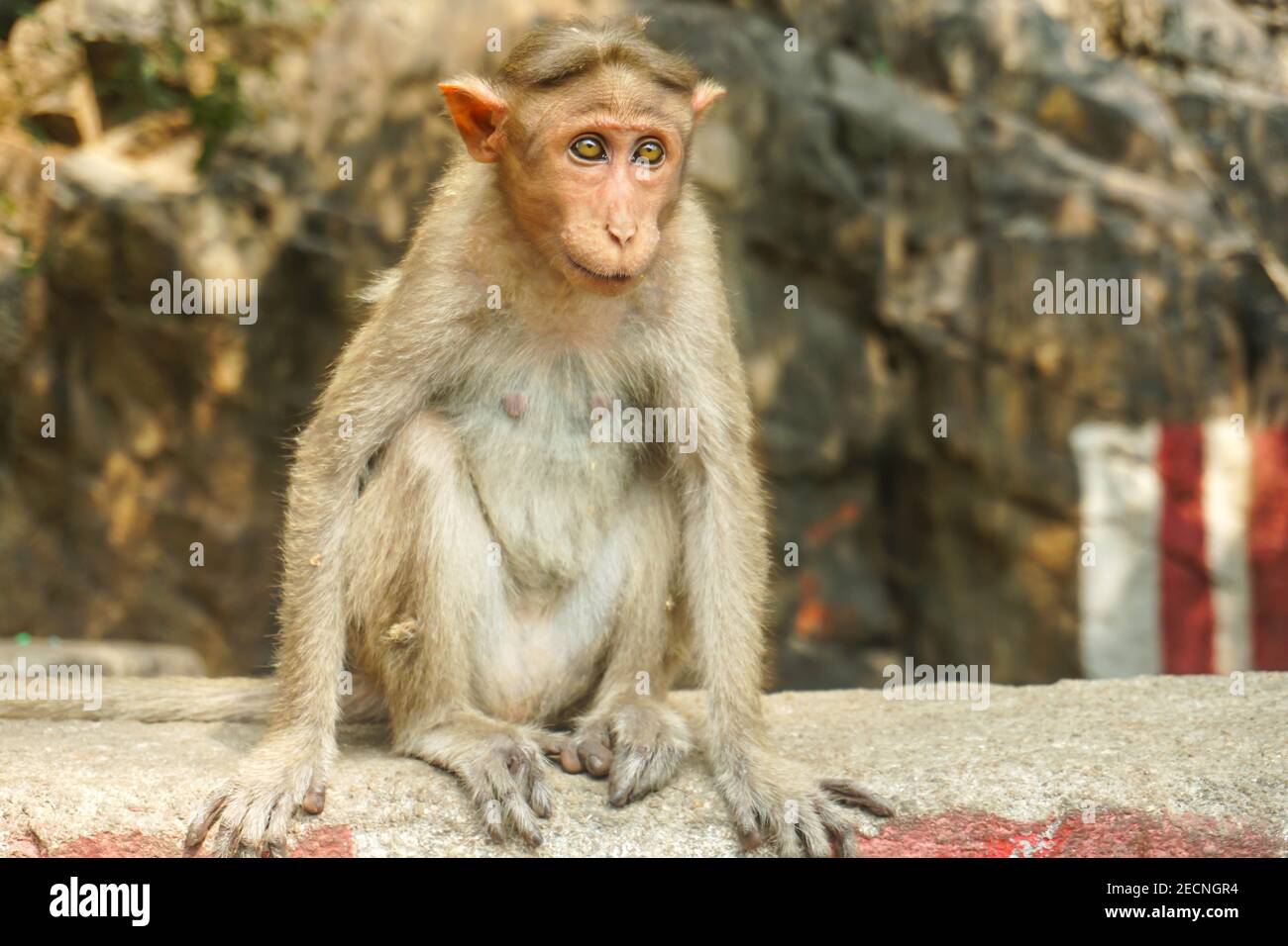 Indian macaque sitting on cement block Stock Photo - Alamy