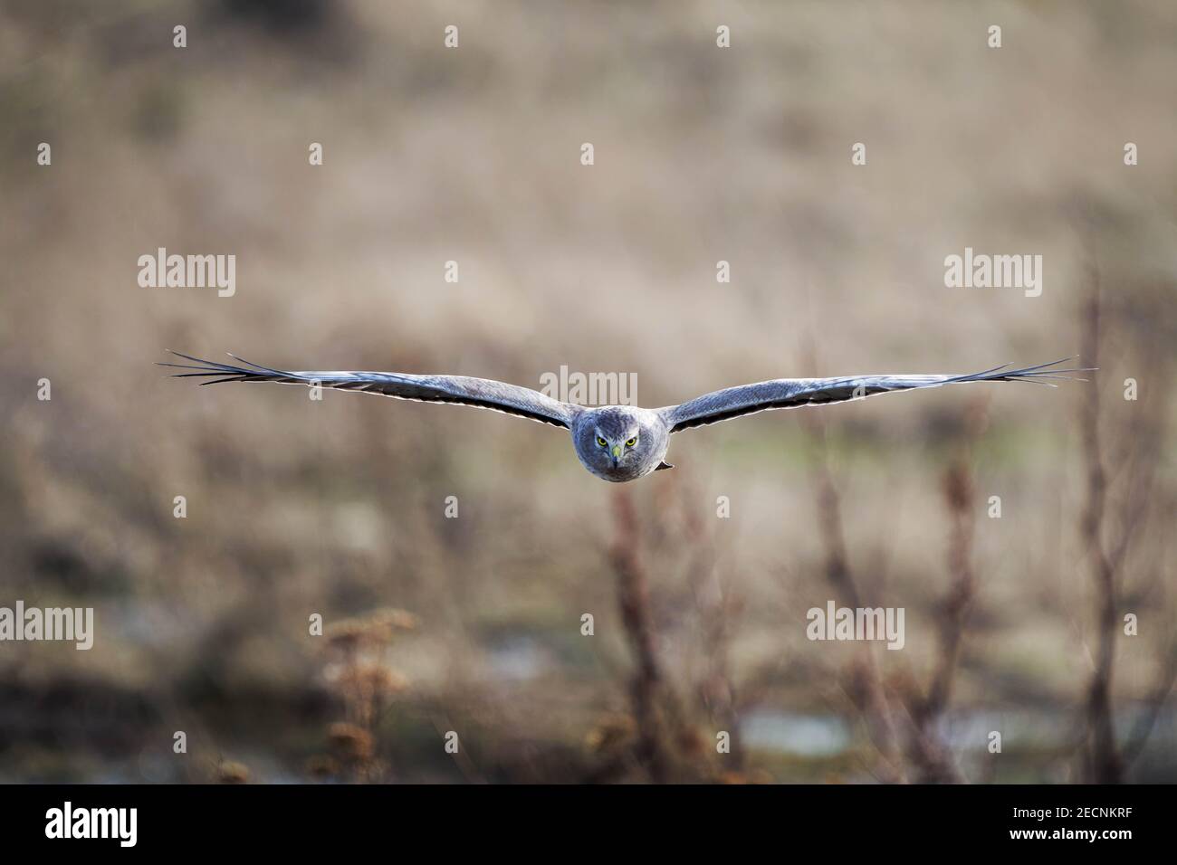 Northern harrier (Circus hudsonius) in flight hunting over wetland, Fir ...