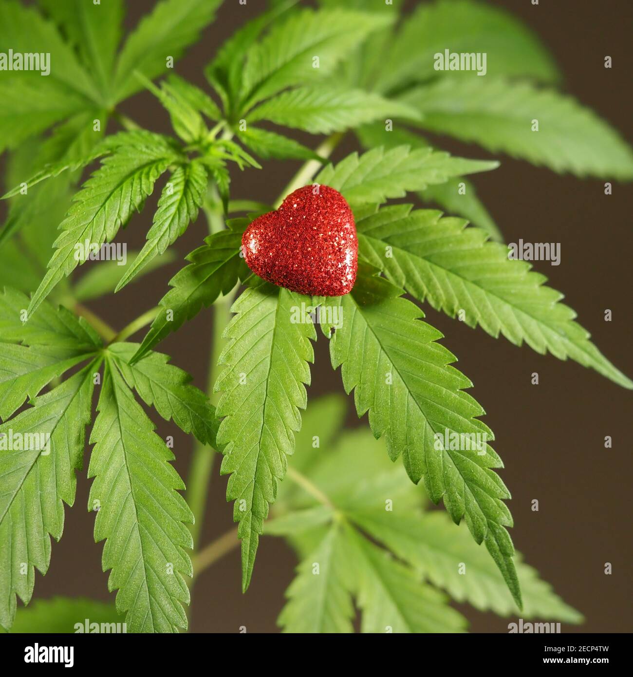 marijuana growing plant hemp red heart sign. cannabis love Stock Photo - Alamy
