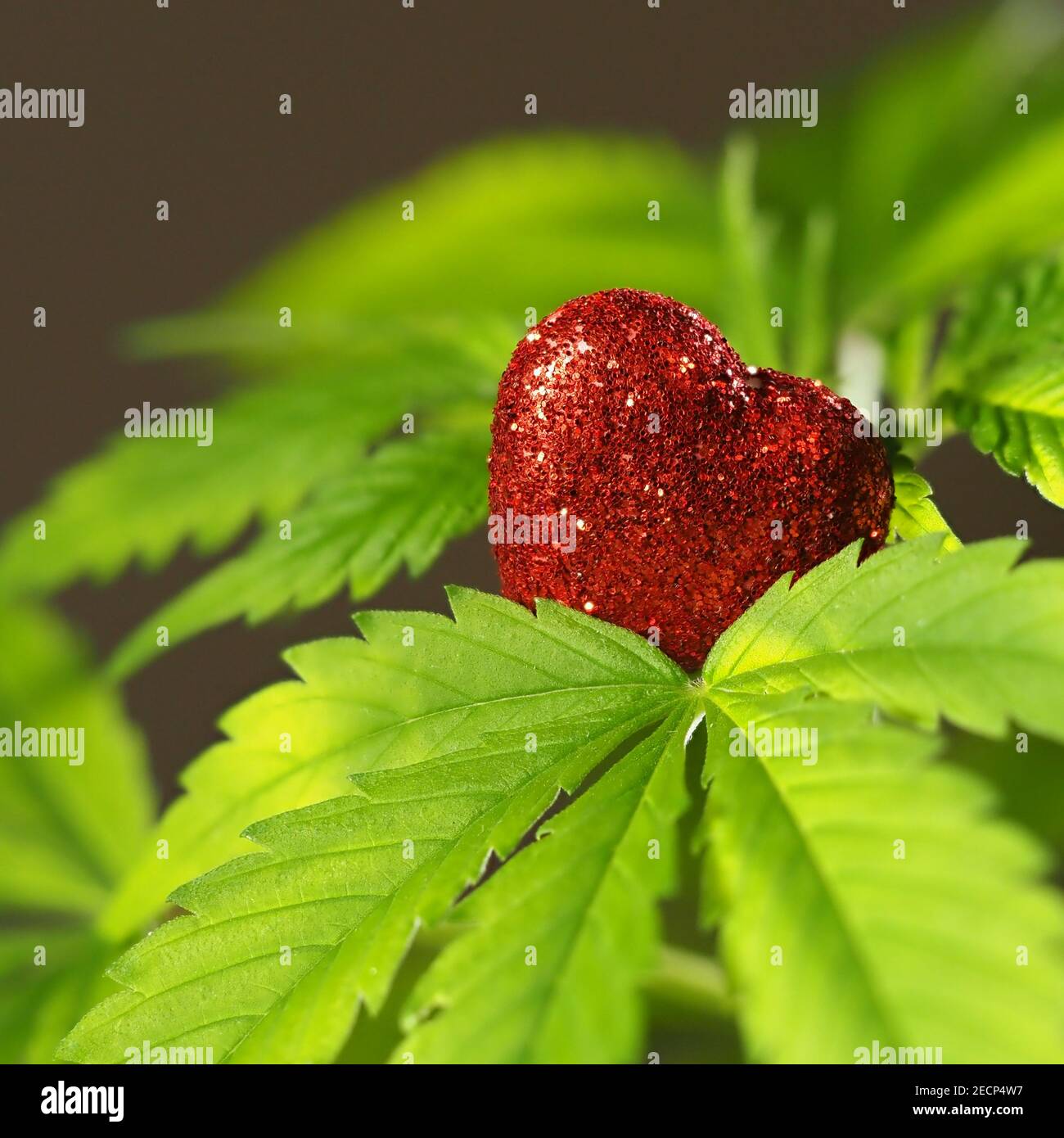marijuana growing plant hemp red heart sign. cannabis love Stock Photo - Alamy