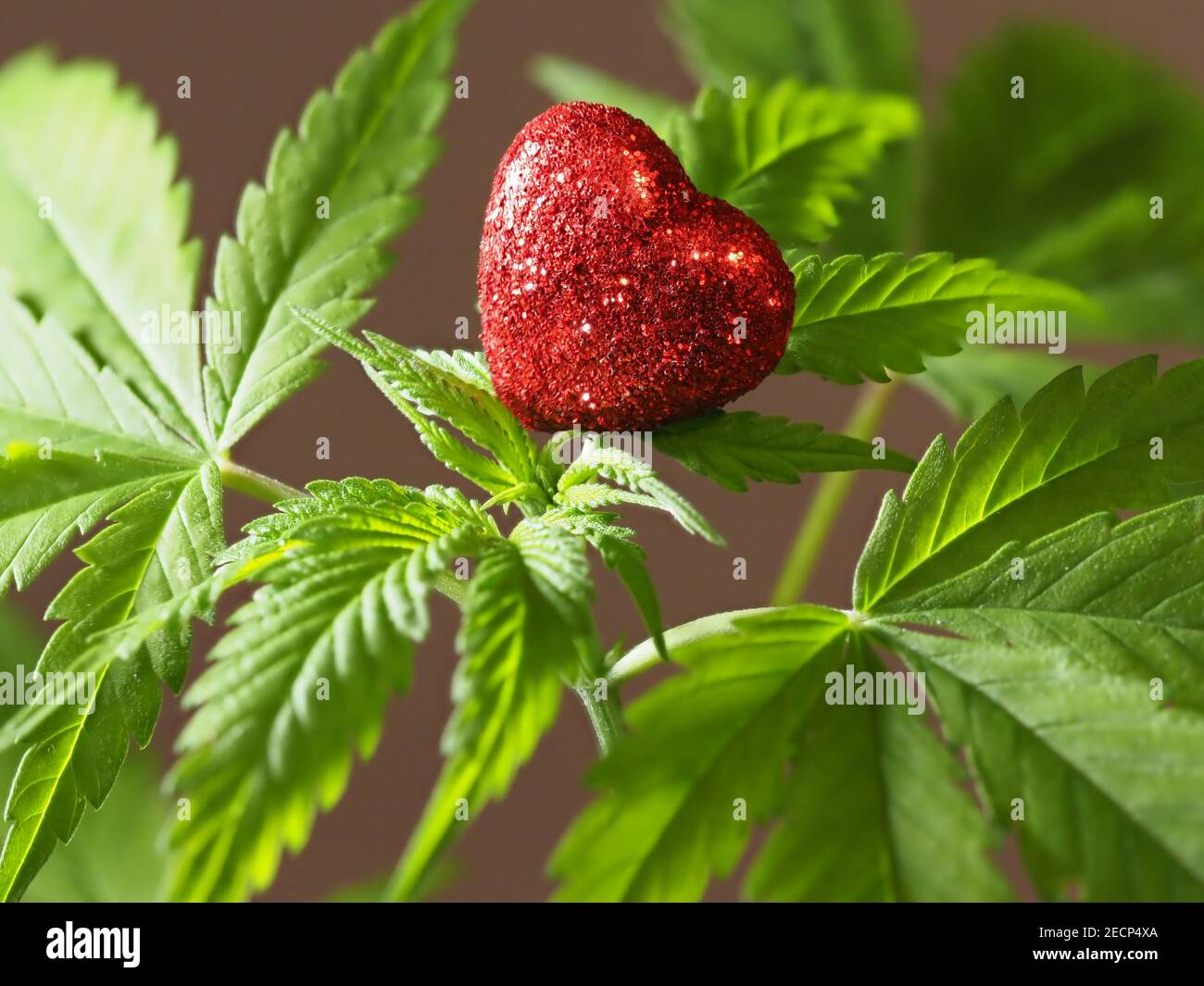 marijuana growing plant hemp red heart sign. cannabis love Stock Photo - Alamy