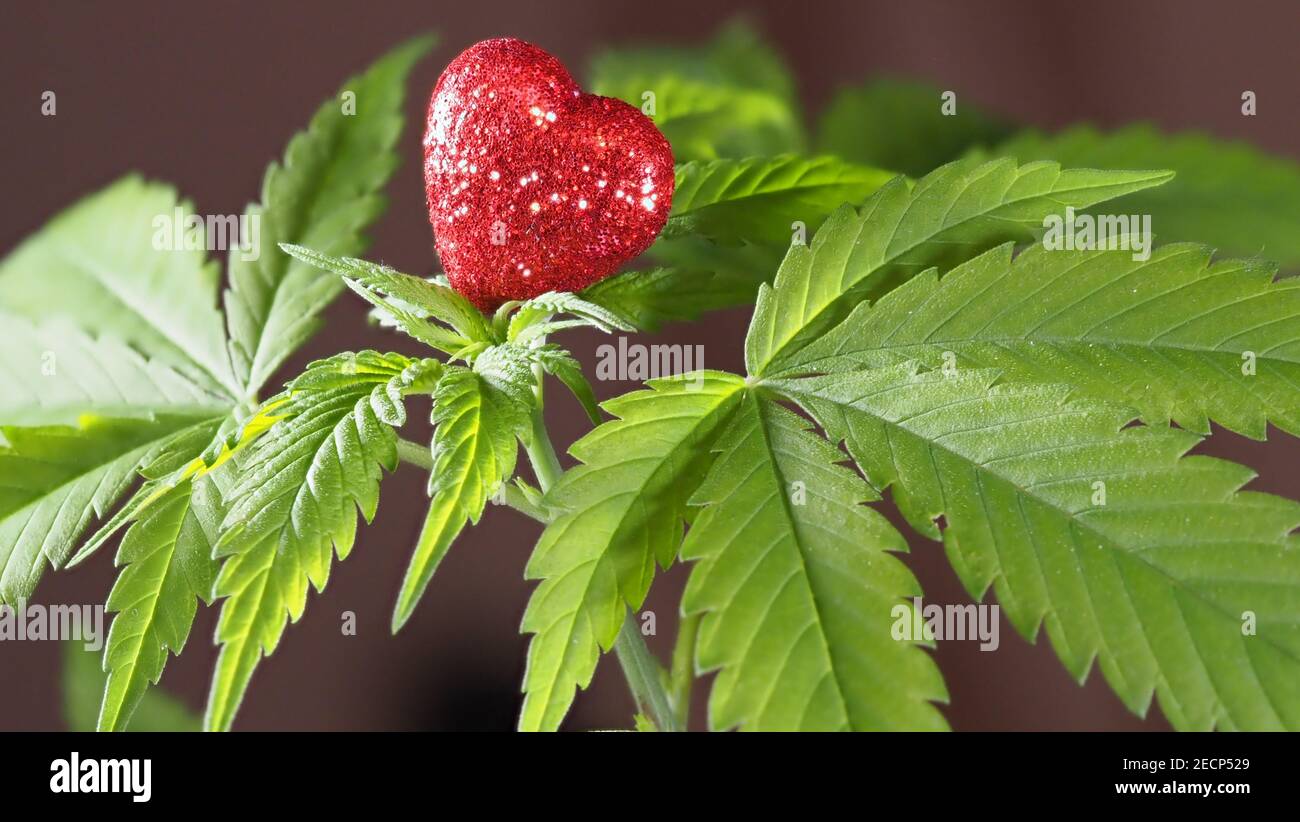 marijuana growing plant hemp red heart sign. cannabis love Stock Photo - Alamy