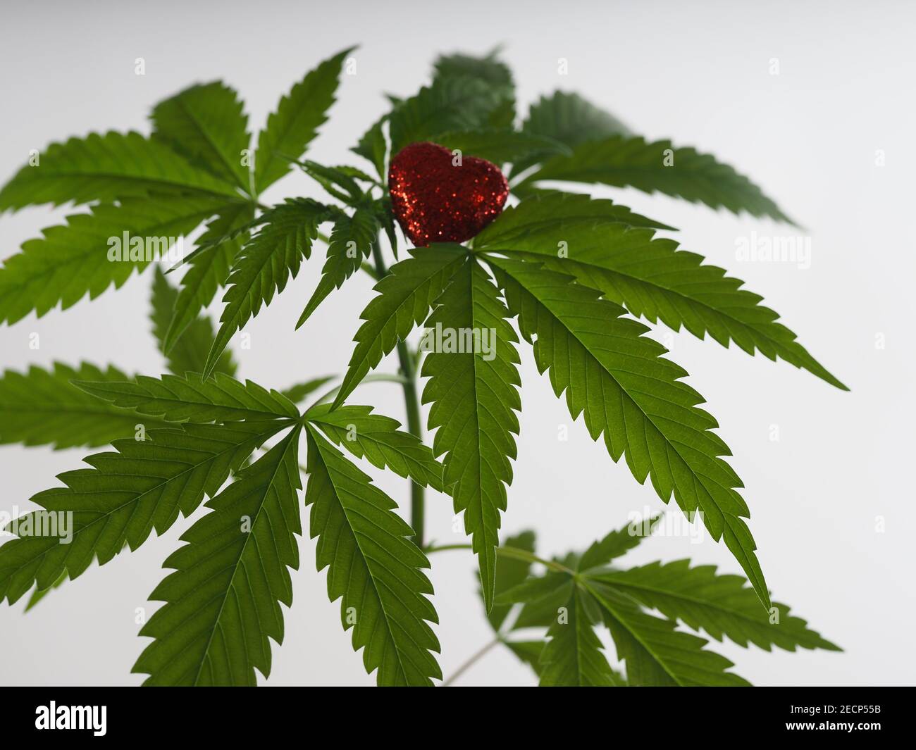 marijuana growing plant hemp red heart sign. cannabis love Stock Photo - Alamy