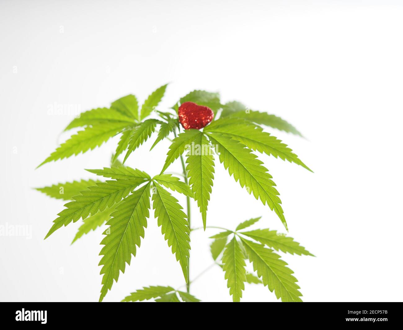 marijuana growing plant hemp red heart sign. cannabis love Stock Photo - Alamy