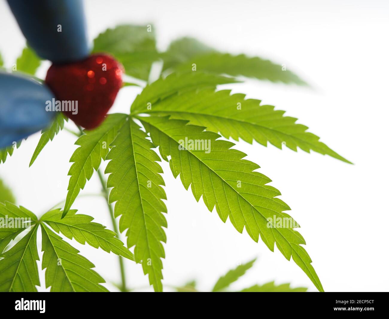 marijuana growing plant hemp red heart sign. cannabis love Stock Photo - Alamy