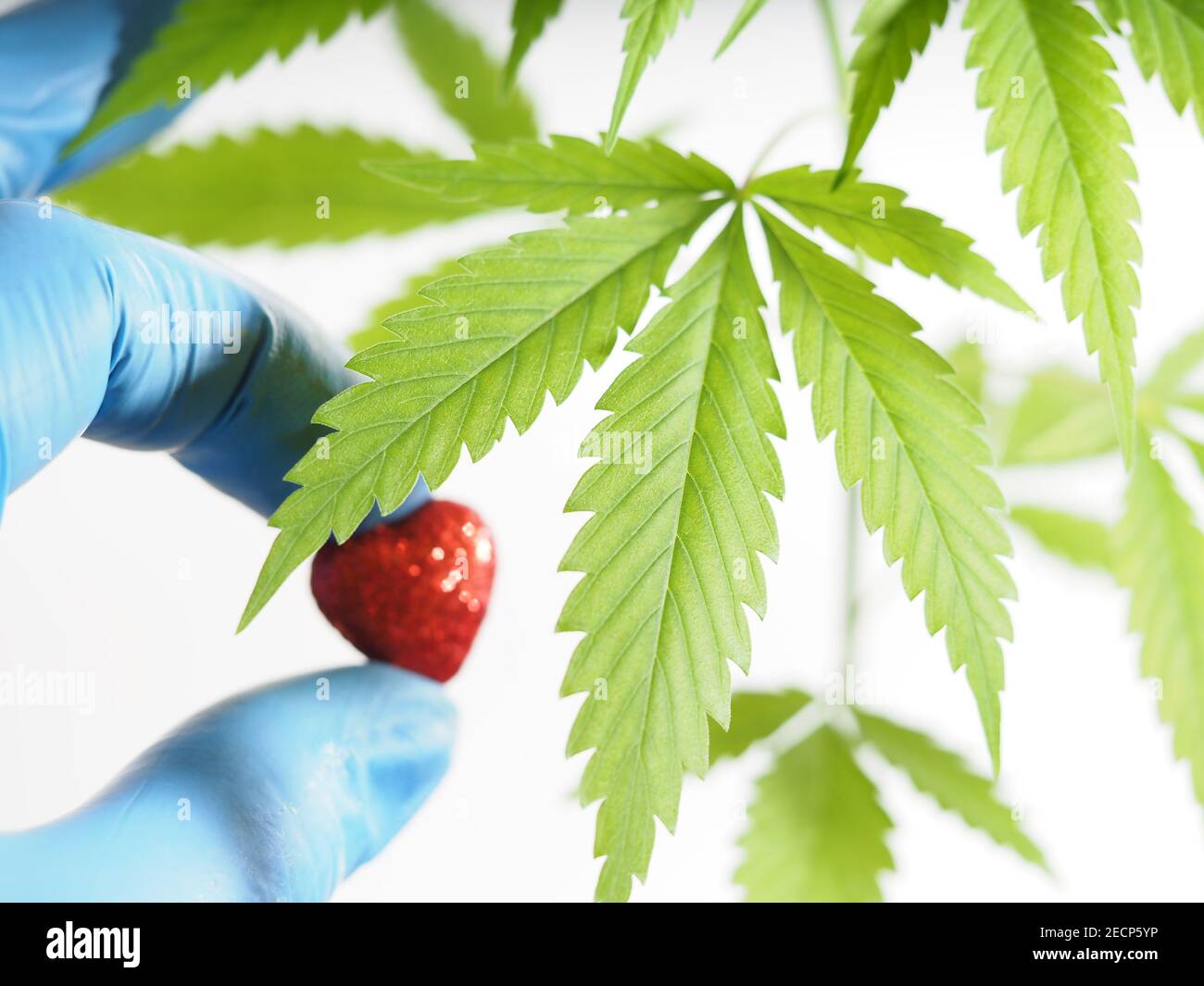 marijuana growing plant hemp red heart sign. cannabis love Stock Photo - Alamy