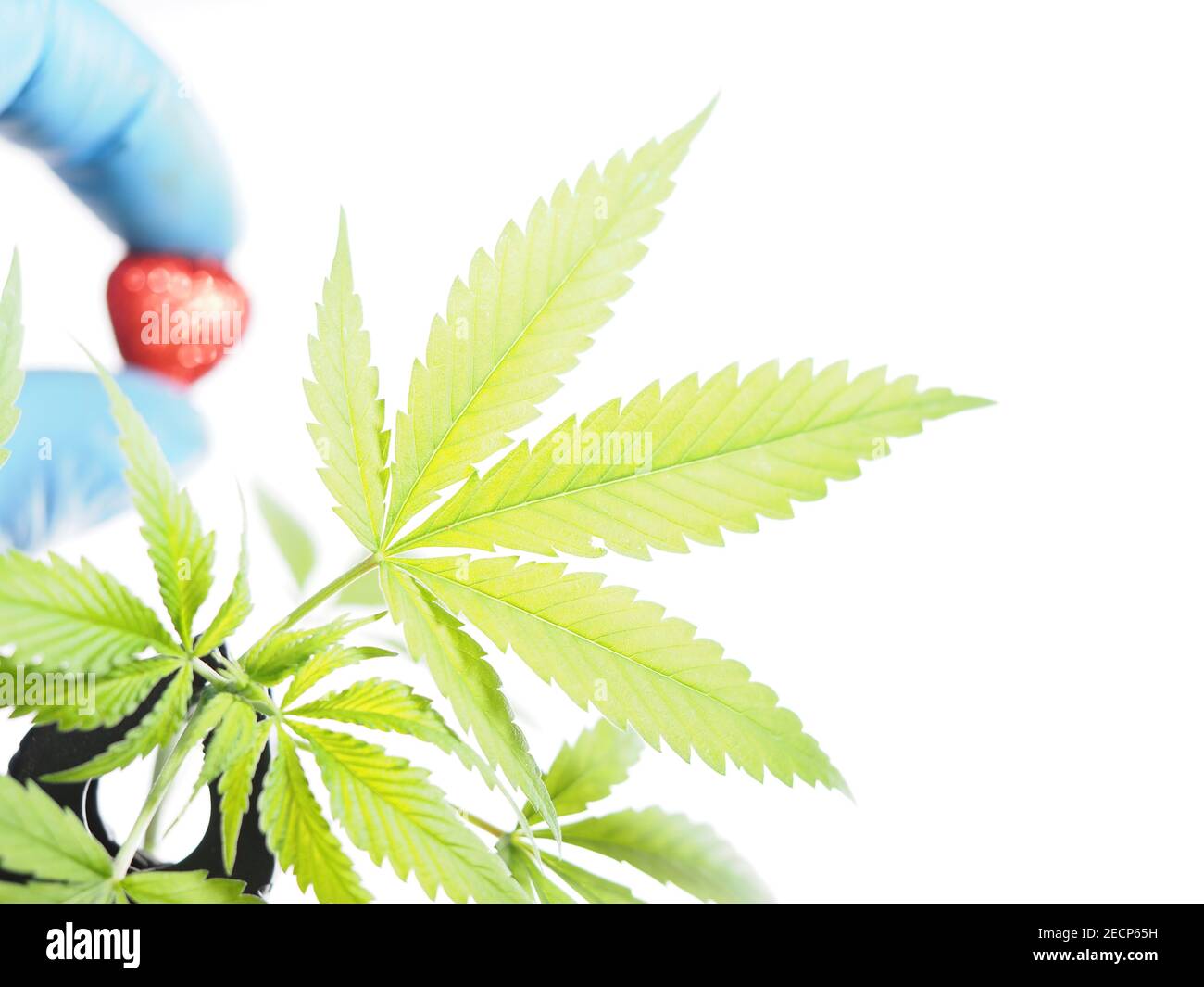 marijuana growing plant hemp red heart sign. cannabis love Stock Photo - Alamy