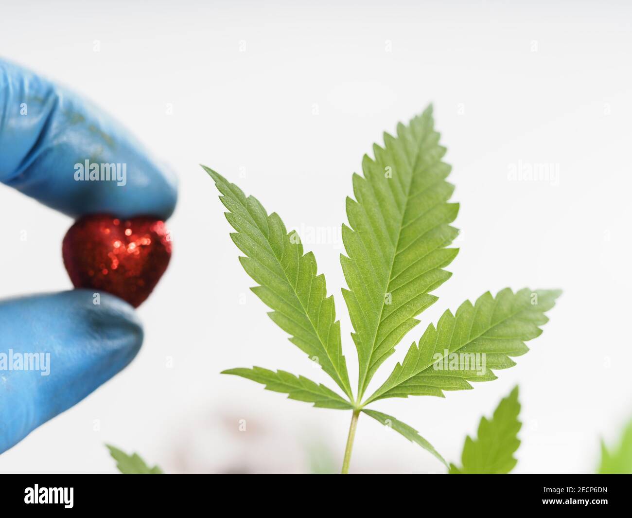 marijuana growing plant hemp red heart sign. cannabis love Stock Photo - Alamy