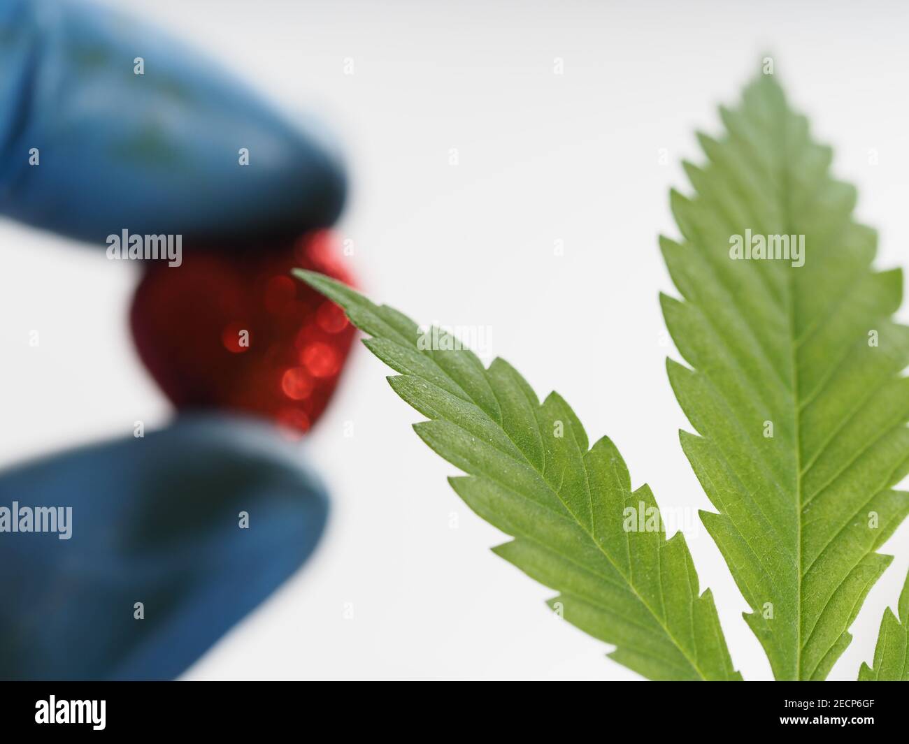 marijuana growing plant hemp red heart sign. cannabis love Stock Photo - Alamy