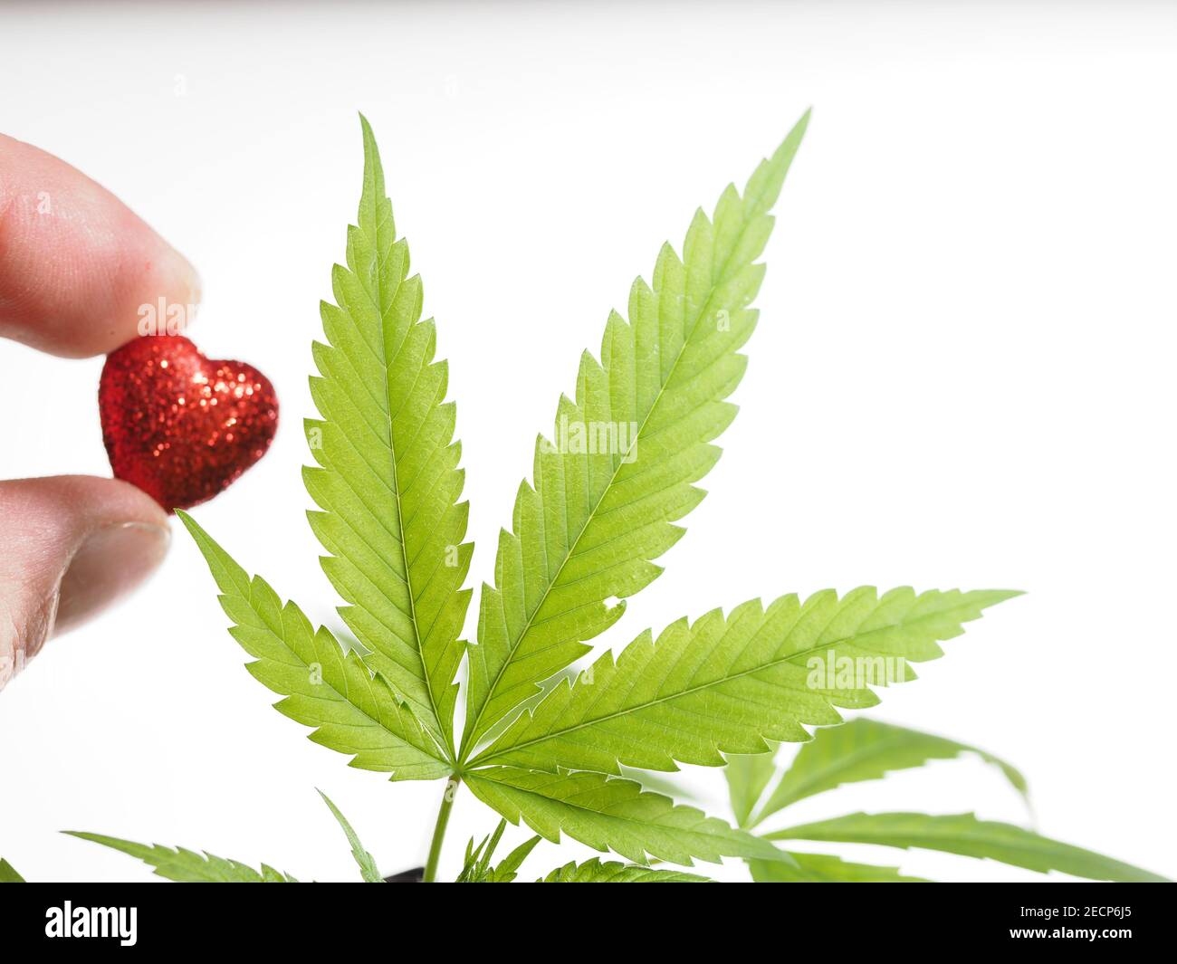 marijuana growing plant hemp red heart sign. cannabis love Stock Photo - Alamy