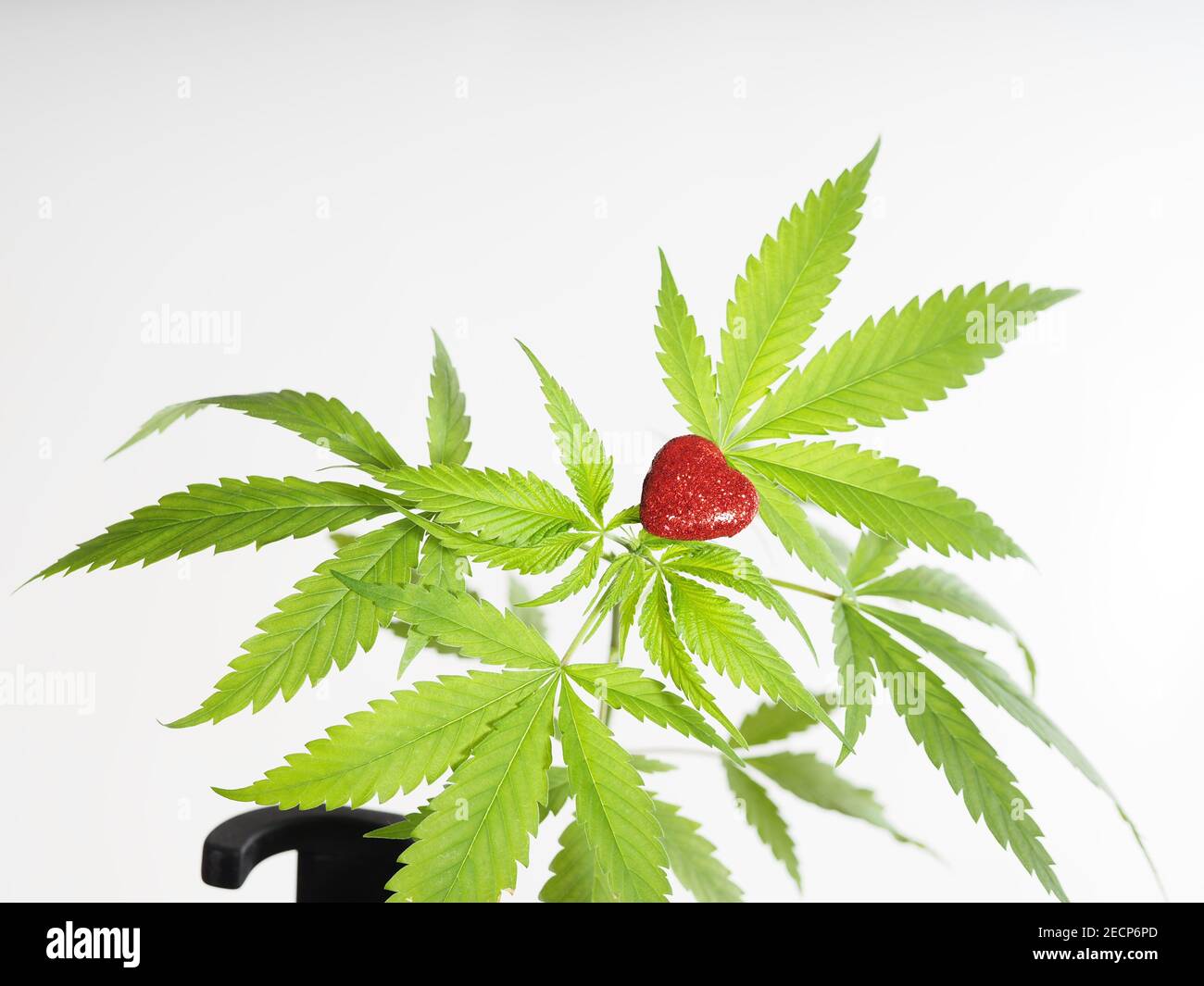 marijuana growing plant hemp red heart sign. cannabis love Stock Photo - Alamy