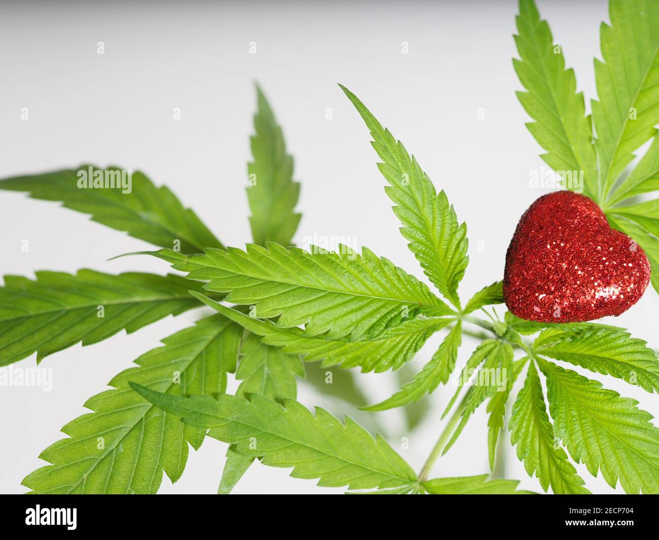 marijuana growing plant hemp red heart sign. cannabis love Stock Photo - Alamy