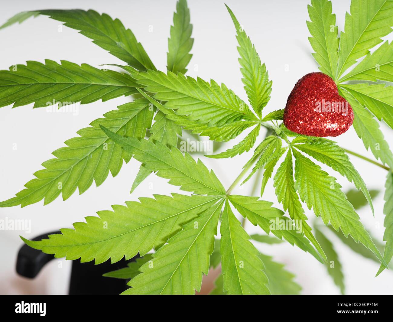 marijuana growing plant hemp red heart sign. cannabis love Stock Photo - Alamy
