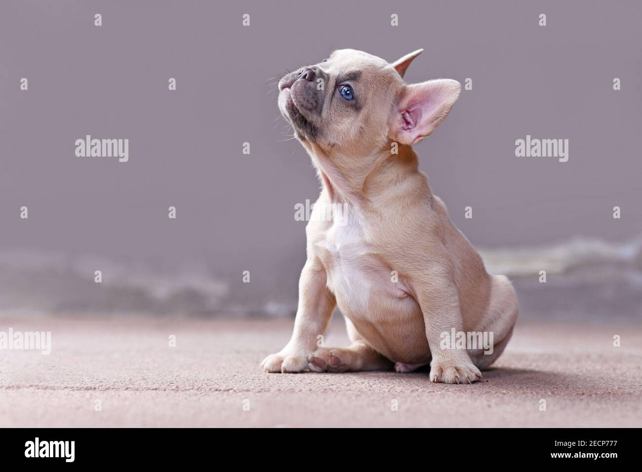 Blue eyes breed hi-res stock photography and images - Alamy
