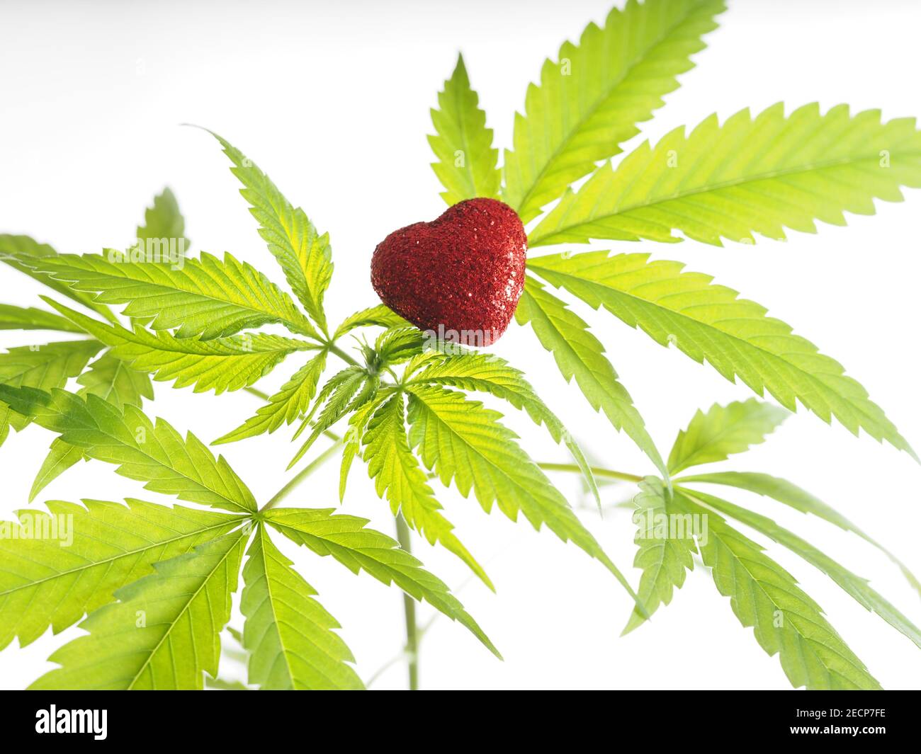 marijuana growing plant hemp red heart sign. cannabis love Stock Photo - Alamy