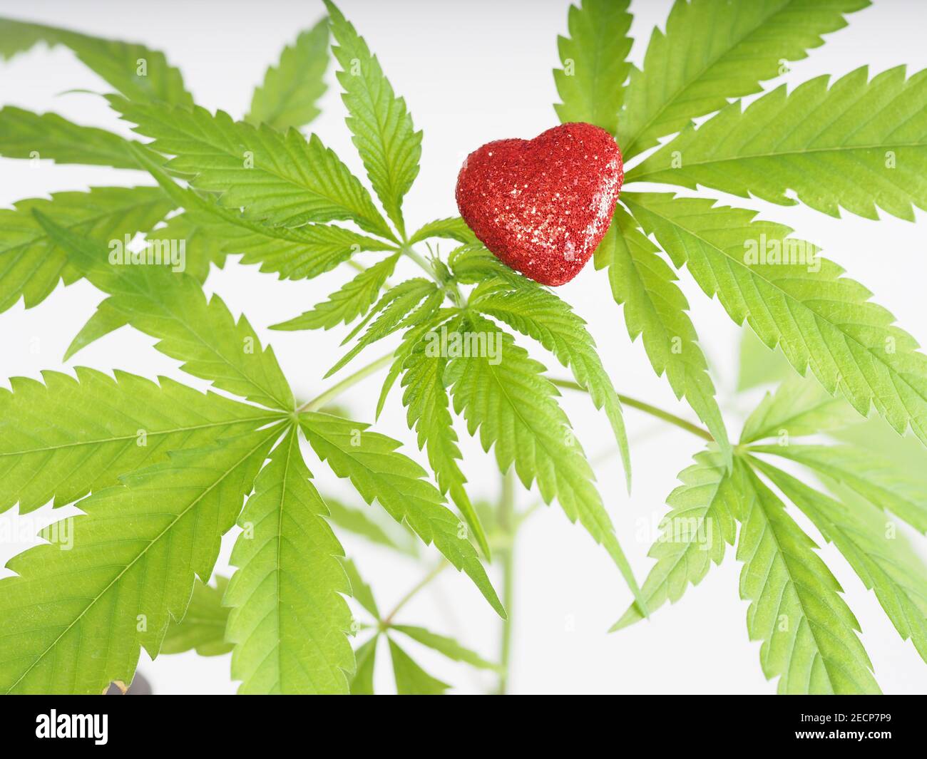 marijuana growing plant hemp red heart sign. cannabis love Stock Photo - Alamy
