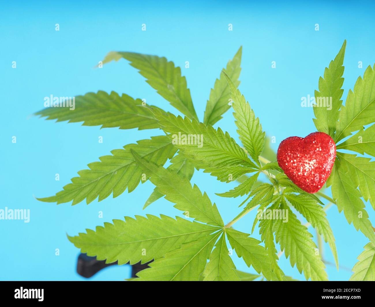 marijuana growing plant hemp red heart sign. cannabis love Stock Photo - Alamy